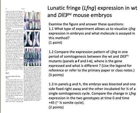 Lunatic Fringe Lfng Expression In Wt And Dii3 An