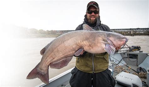 Tracking The Renowned Red River Catfish In Fisherman