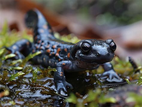 Do Salamanders Eat Worms Feeding Tips And Risks Explained