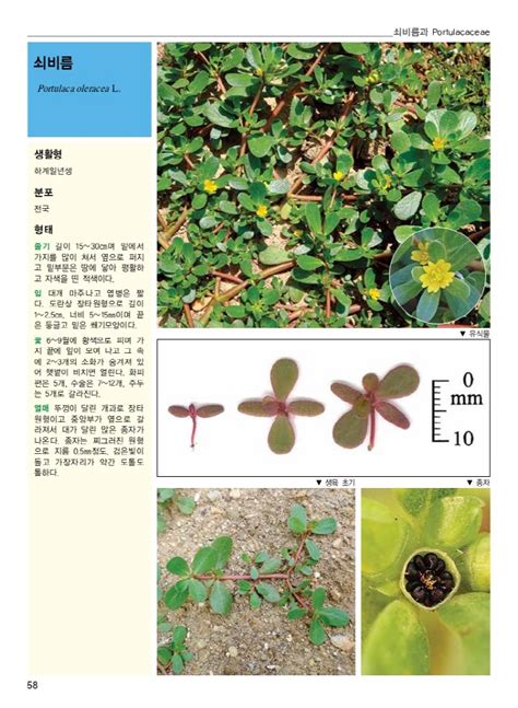 쇠비름 한국잡초학회