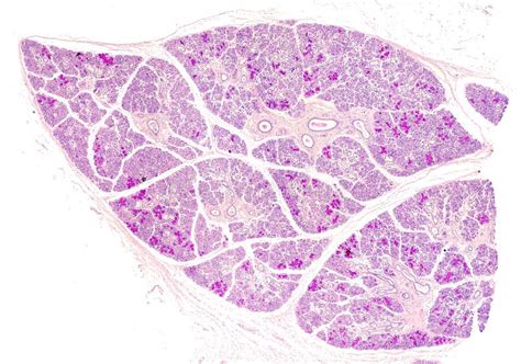 Glándula submandibular foto de archivo Imagen de microscopia 258411326