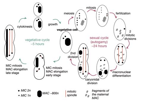 Diagram Of Paramecium Class 7 The Paramecium Sexual C