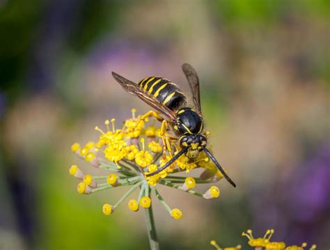 Wasp Vs Hoverfly What S The Difference Pest Defence