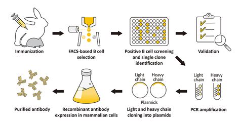 Recombinant Antibodies Genetex