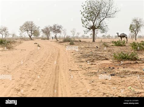 African Sahel