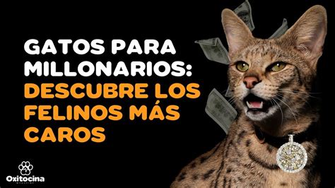 TOP 15 GATOS MÁS CAROS DEL MUNDO YouTube