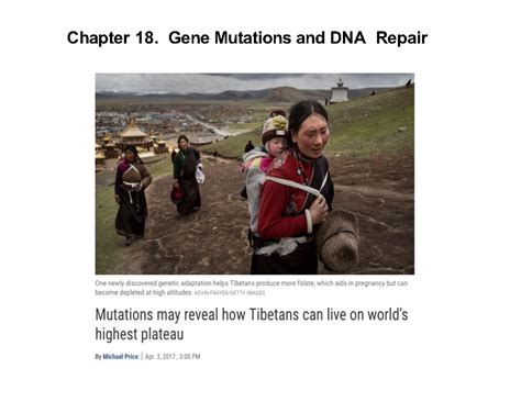 Mbg2040 W24 Gene Mutation And Dna Repair Chapter 18 Gene Mutations