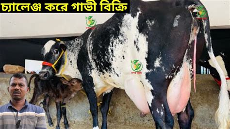সীমিত দামে ইন্ডিয়ান জার্সি জাতের গাভী দিয়ে চমক দেখালো স্বপন ভাই কম
