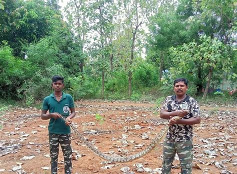 அம்பை அருகே 10 அடி நீள மலைப்பாம்பு பிடிபட்டது