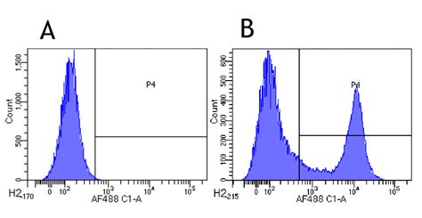 Anti Cd16 [yfc 120 5] Absolute Antibody