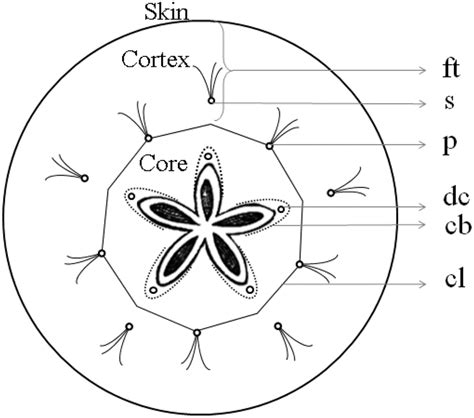 Diagram Of Apple Fruit In Transverse Section Showing Gross Morphology