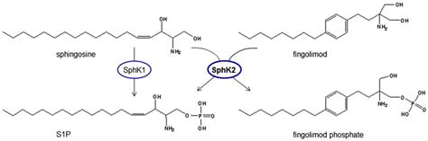 Phosphorylation Of Fingolimod Generates A Structural Analog To S1p Download Scientific Diagram