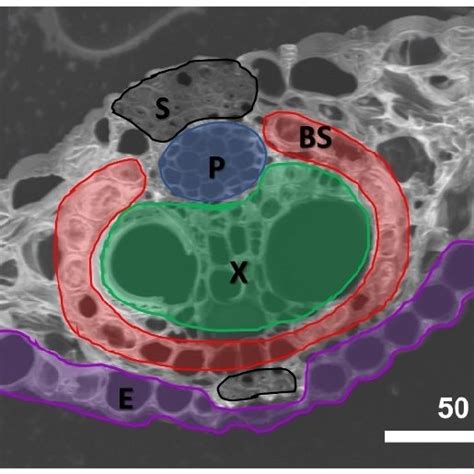 Scanning Electron Micrograph Of A Leaf Section Tissue Types Are Download Scientific Diagram