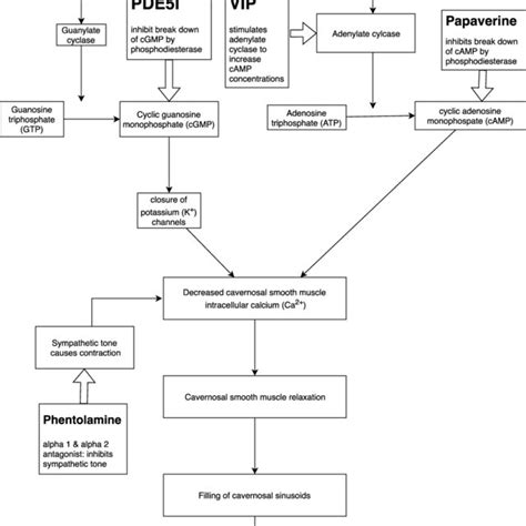 Intracavernosal Injection Therapy In Erectile Dysfunction Search