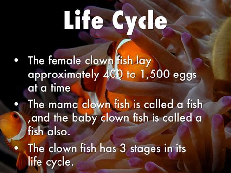 Copy Of Clown Fish By Jvukmarkaj