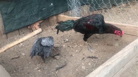 Qaib Thaib Dub YouTube