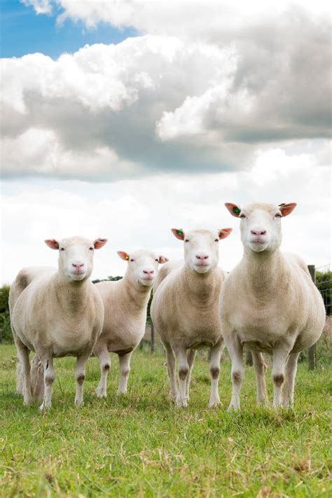 Dolly The Sheeps Fellow Clones Enjoying Their Golden Years The New