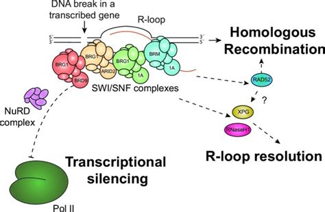 Different Swi Snf Complexes Coordinately Promote R Loop And Rad52 Dependent Transcription