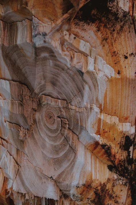 Close Up Of A Freshly Chopped Down Tree Cutting Down Fruit Tree In The