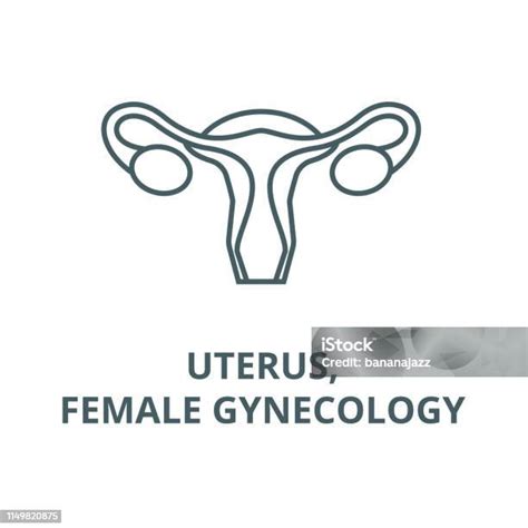 자 궁 여성 산부인과 벡터 라인 아이콘 선형 개념 개요 기호 기호 0명에 대한 스톡 벡터 아트 및 기타 이미지 0명 건강 진단 건강관리와 의술 Istock