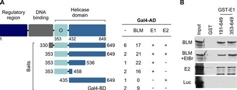 HPV11 E1 Protein Interacts With BLM Helicase A Yeast Two Hybrid