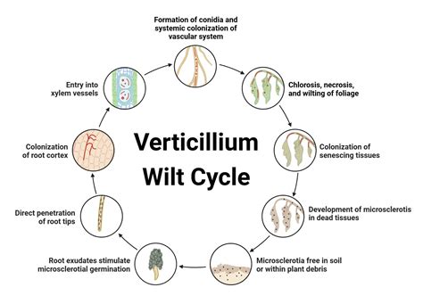 Verticillium Wilt Causes Symptoms Disease Cycle Control