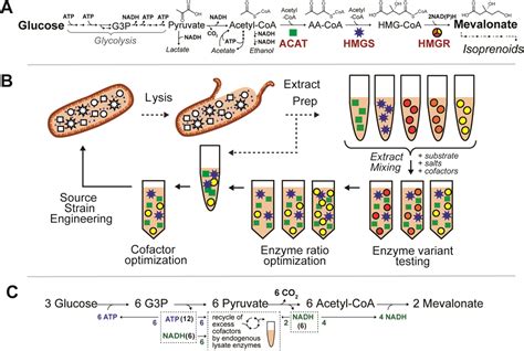 Inputs And Outputs Of Acetyl Coa Formation