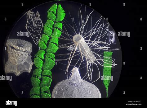 A Model Of Bacteria Stock Photo Alamy