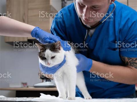Vet 클리닉에서 청진 기 아픈 고양이를 검사 하는 수의학 의사 수의사에 대한 스톡 사진 및 기타 이미지 수의사 학생
