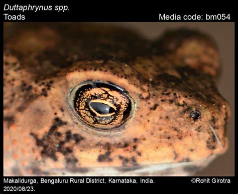 Duttaphrynus Spp Toads Amphibians