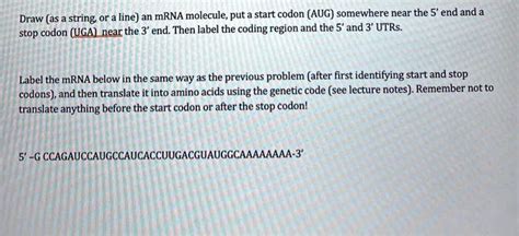 Draw As String Or Line An Mrna Molecule Put A Start Codon Aug Somewhere Near The 5 End And Stop
