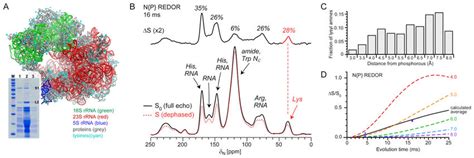 Whole Ribosome Nmr A View Of The Ribosome Crystal Structure Pdb Download Scientific Diagram