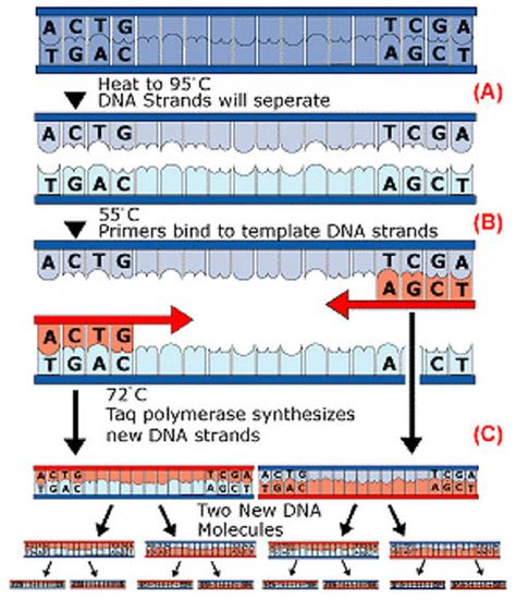 Polymerase Chain Reaction Creationwiki The Encyclopedia Of Creation