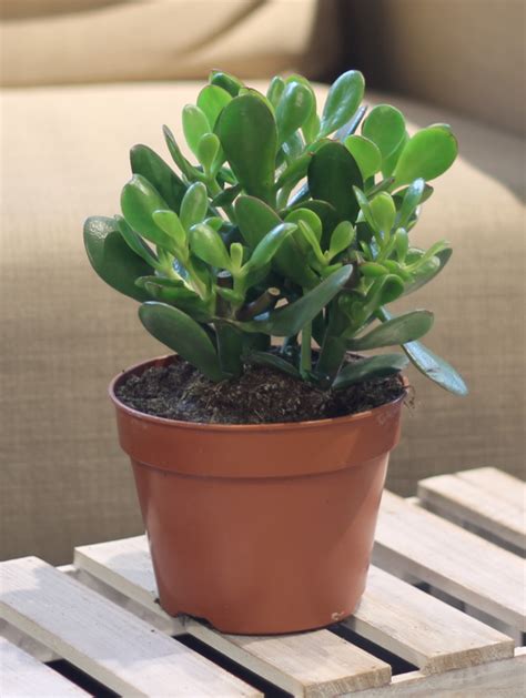 Крассула овальная Crassula Ovata 25 см купить в Минске с доставкой