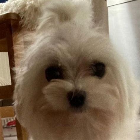 Malteser Dora Hat Ein Zuhause Gefunden SALVA Hundehilfe E V