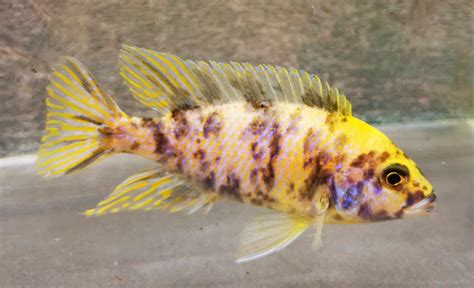 Sunshine Flash Ob Peacock Male 4 Wysiwyg Exclusive Paradise