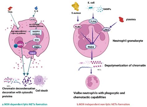 Ijms Free Full Text Emerging Role Of Neutrophil Extracellular Traps