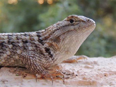 Desert Spiny Lizard Byoh20 Galleries Digital Photography Review