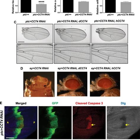 Core Components Of The Hippo Pathway Willin Is The Upstream Signaling