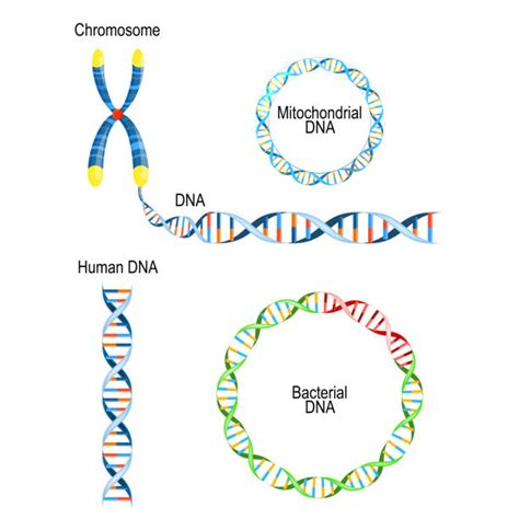 Dna Diagram Blank