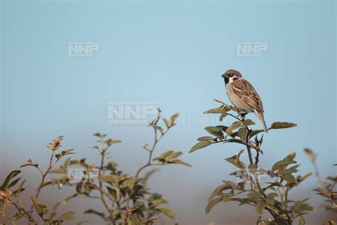 Nnp Photo Library