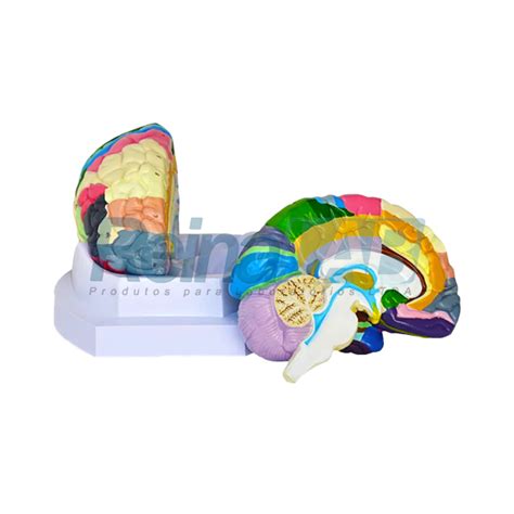 Modelo De Cérebro Com Região Funcional Do Córtex Em 2 Partes Tam