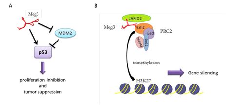 Meg3 Functional Pathways A Schematic Representation Of Meg3 As A Download Scientific Diagram