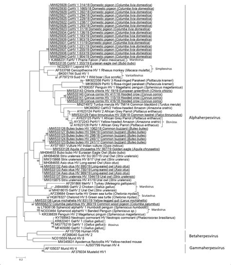 Phylogenetic Relationship Based On Partial Dna Polymerase Gene