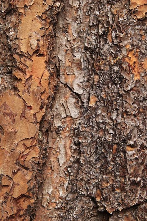 Interesting Tree Bark Texture And Pattern Macro Stock Image Image Of Material Textured 175934839