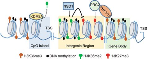Crosstalk Of H3k36 Methylation With H3k27 Methylation And Dna