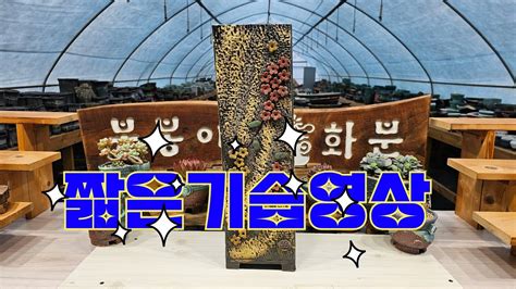 12월12일 봉봉이네화분 수제공방분 다육화분 짧은기습영상 YouTube