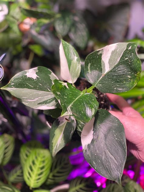 Picked Up As A Philo Pluto Gold But Not Finding Much Information