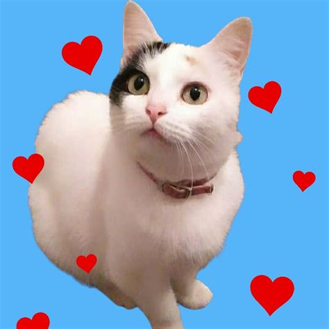 Cat Bianca Cat Youtube