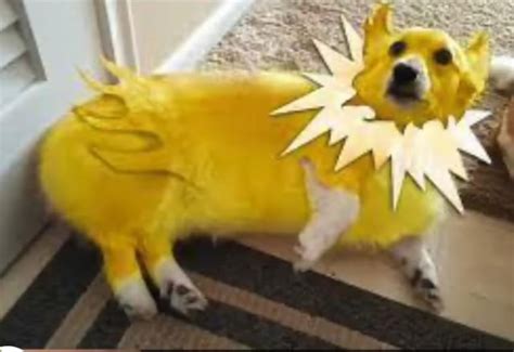 Irl Jolteon Rpokemon